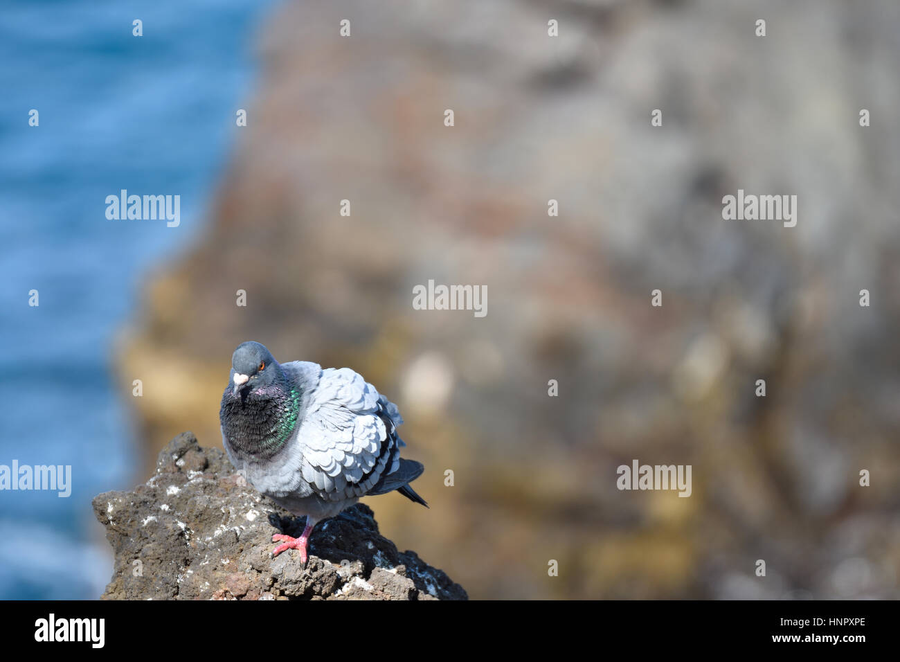 Dove sitting on a cliff with sea and a rock in soft focus in the ...