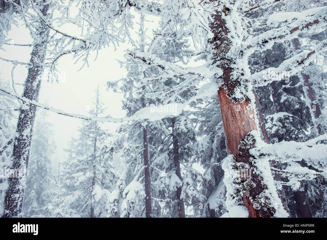 Big beautiful tree long branches hi-res stock photography and images ...