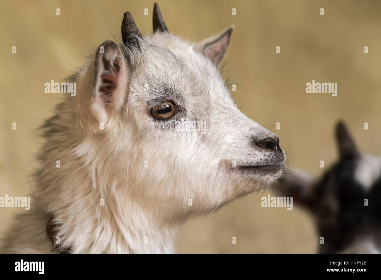 Young pygmy goat kid. Yorkshire, UK Stock Photo - Alamy
