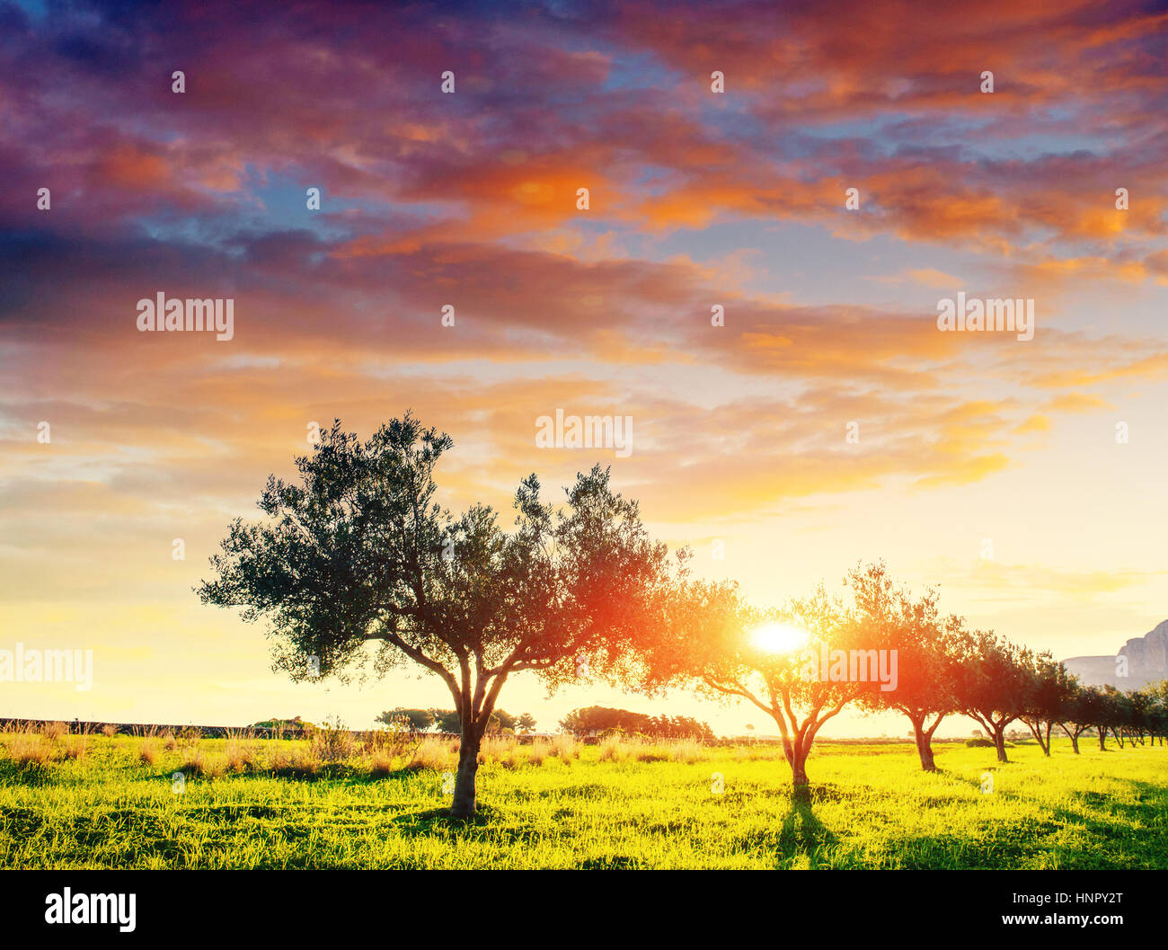 Tree shadow with sunset. Beauty world. Sicily Italy Europe Stock Photo ...