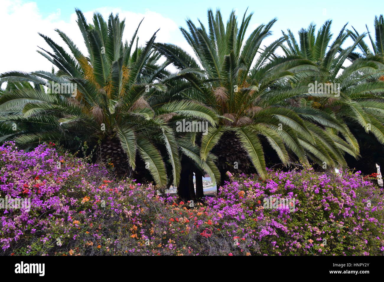 Unbranched evergreen tree hi-res stock photography and images - Alamy