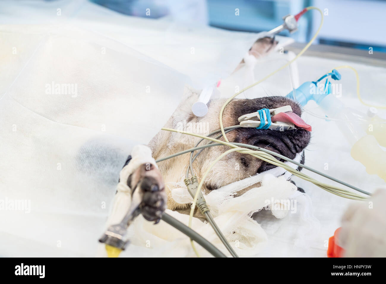 Close-up of anesthetized dog's head during surgery Stock Photo - Alamy