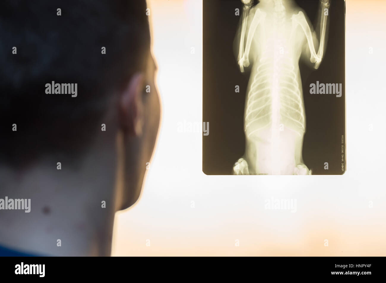 Veterinary doctor examining pet radiograph Stock Photo - Alamy