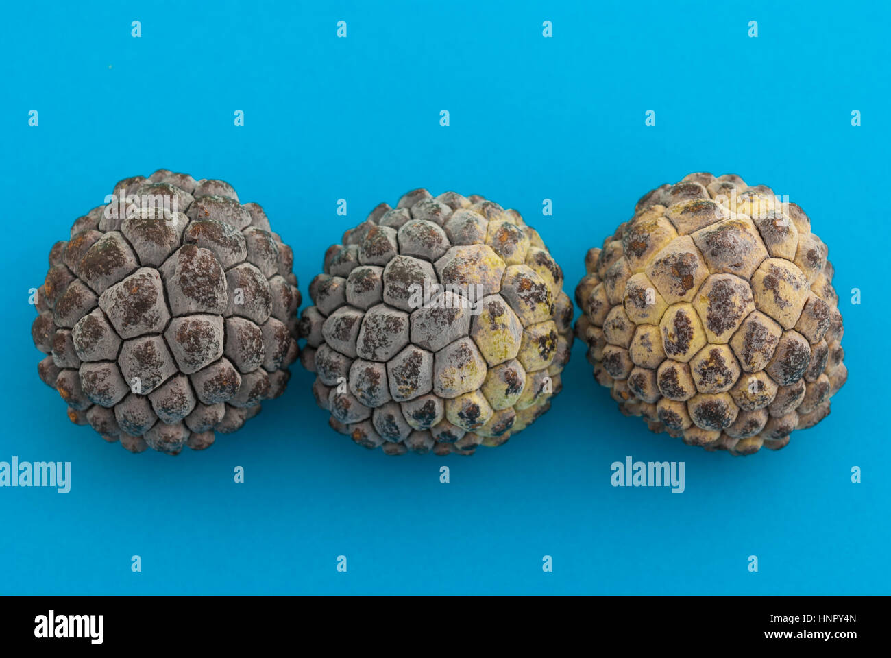 Sugar apple or Custard apple (Cherimoya) on a light-blue background ...