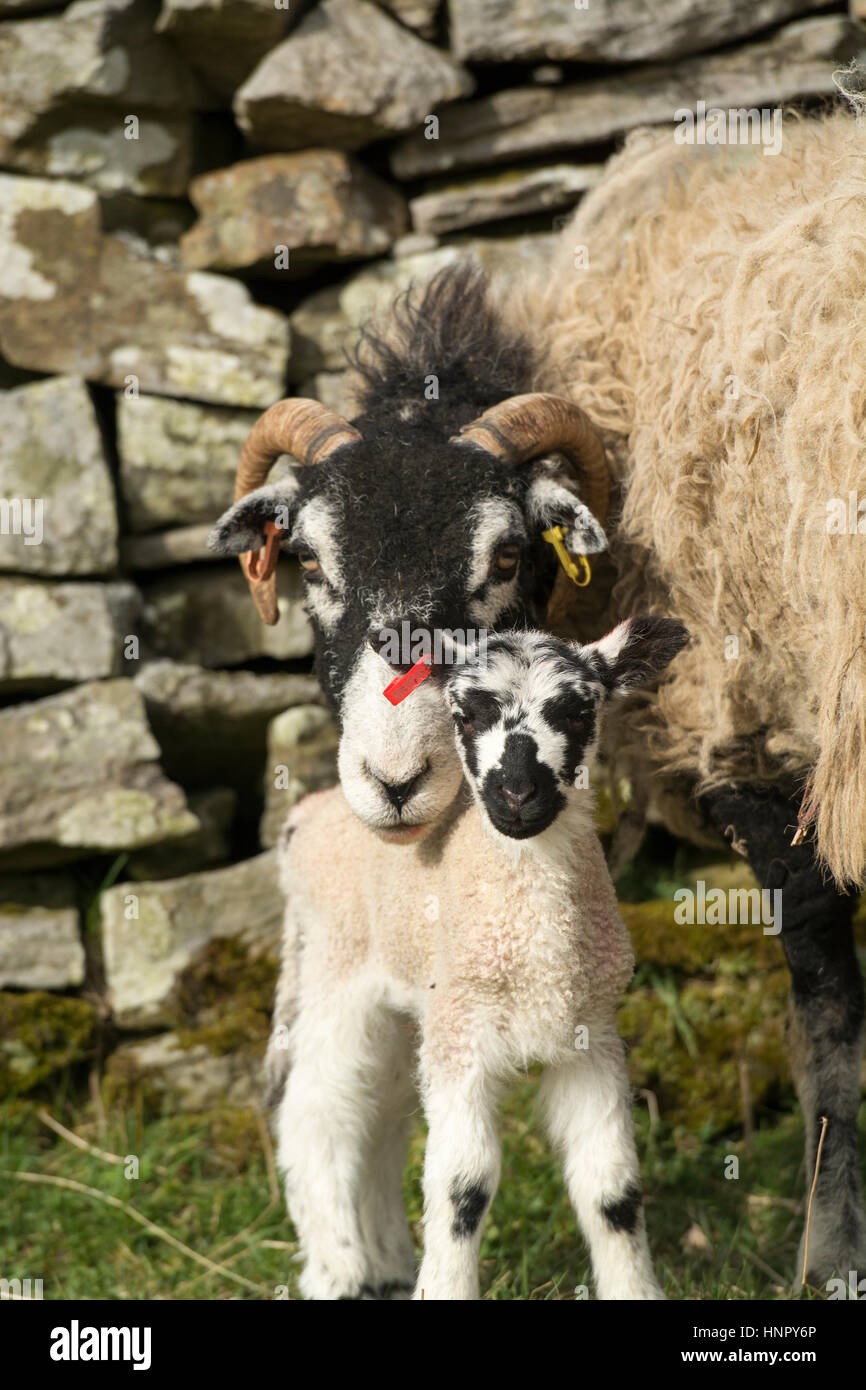 Swaledale ewe with mule lamb, sired by blue faced leicester ram. North ...