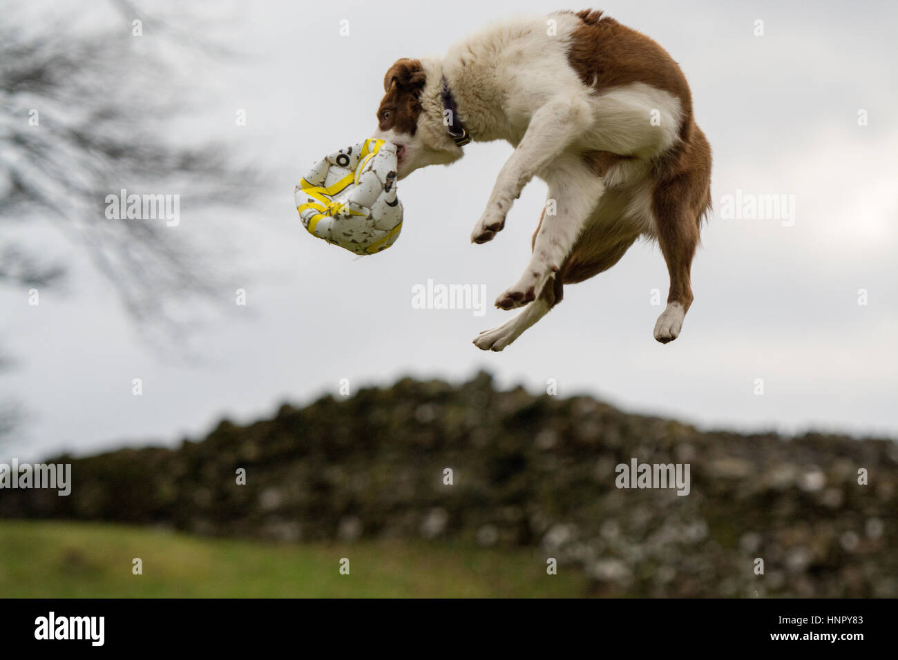 Border collie catching ball hi-res stock photography and images - Alamy