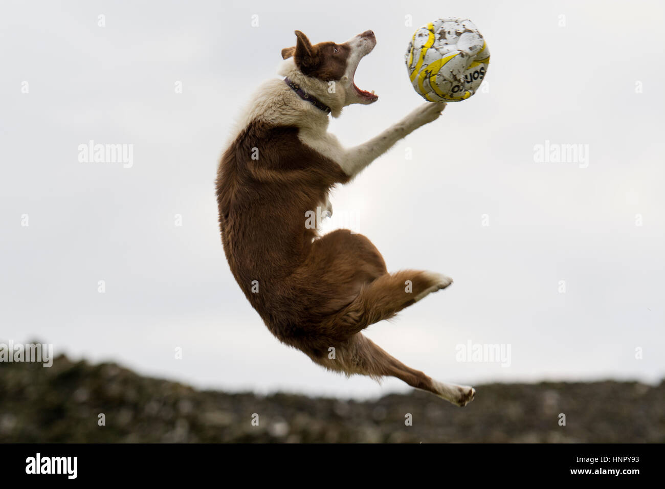 Border collie sheepdog jumping in the air to catch a football Stock ...