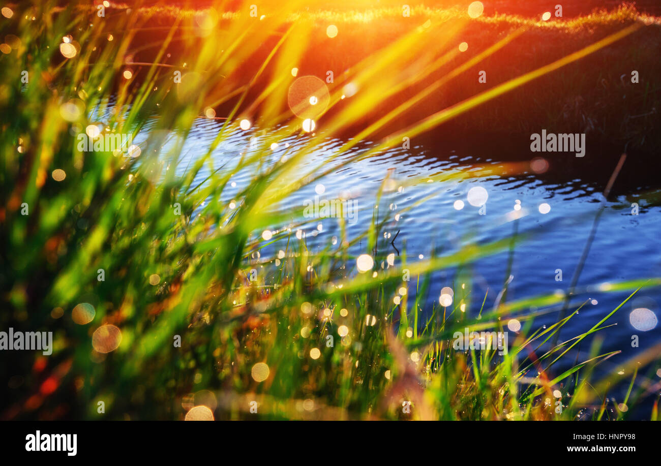 green grass. Fantastic views the beauty of the world Stock Photo - Alamy