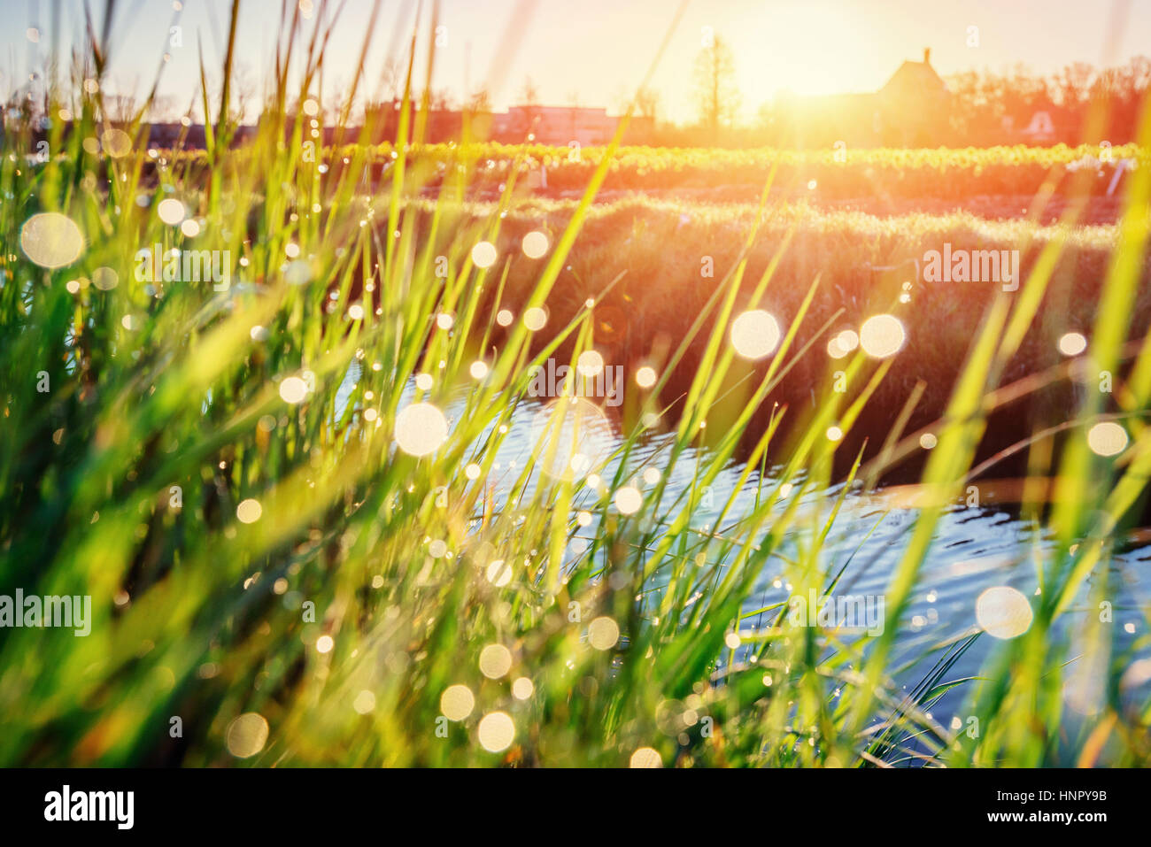 green grass. Fantastic views the beauty of the world Stock Photo - Alamy
