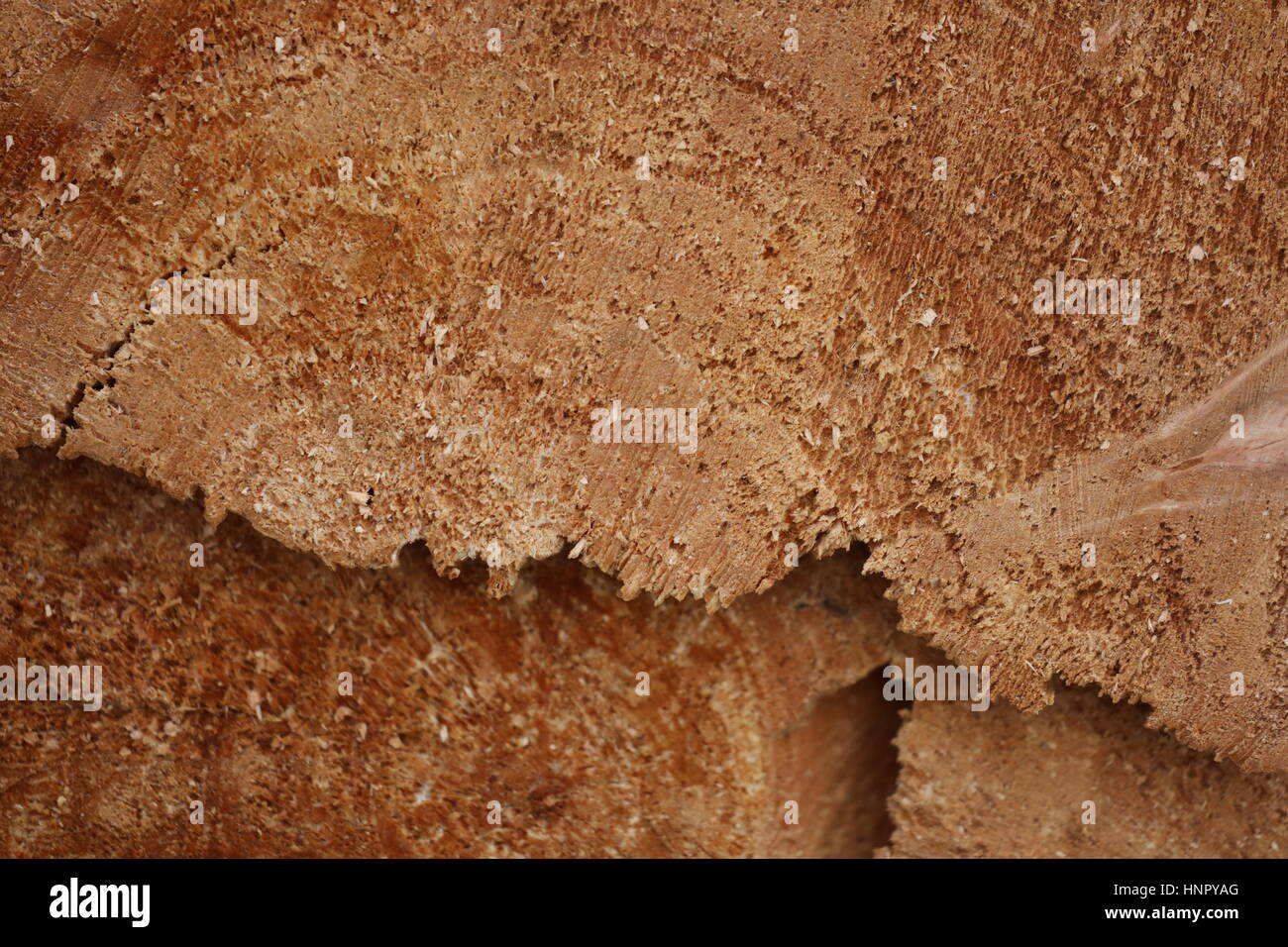 Holz scheibe hi-res stock photography and images - Alamy