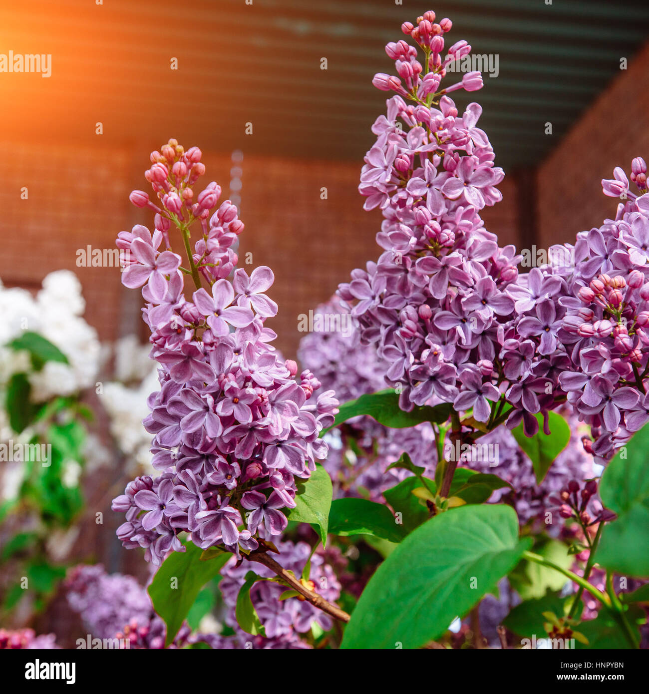 branch with spring lilac flowers. Beauty world Stock Photo - Alamy
