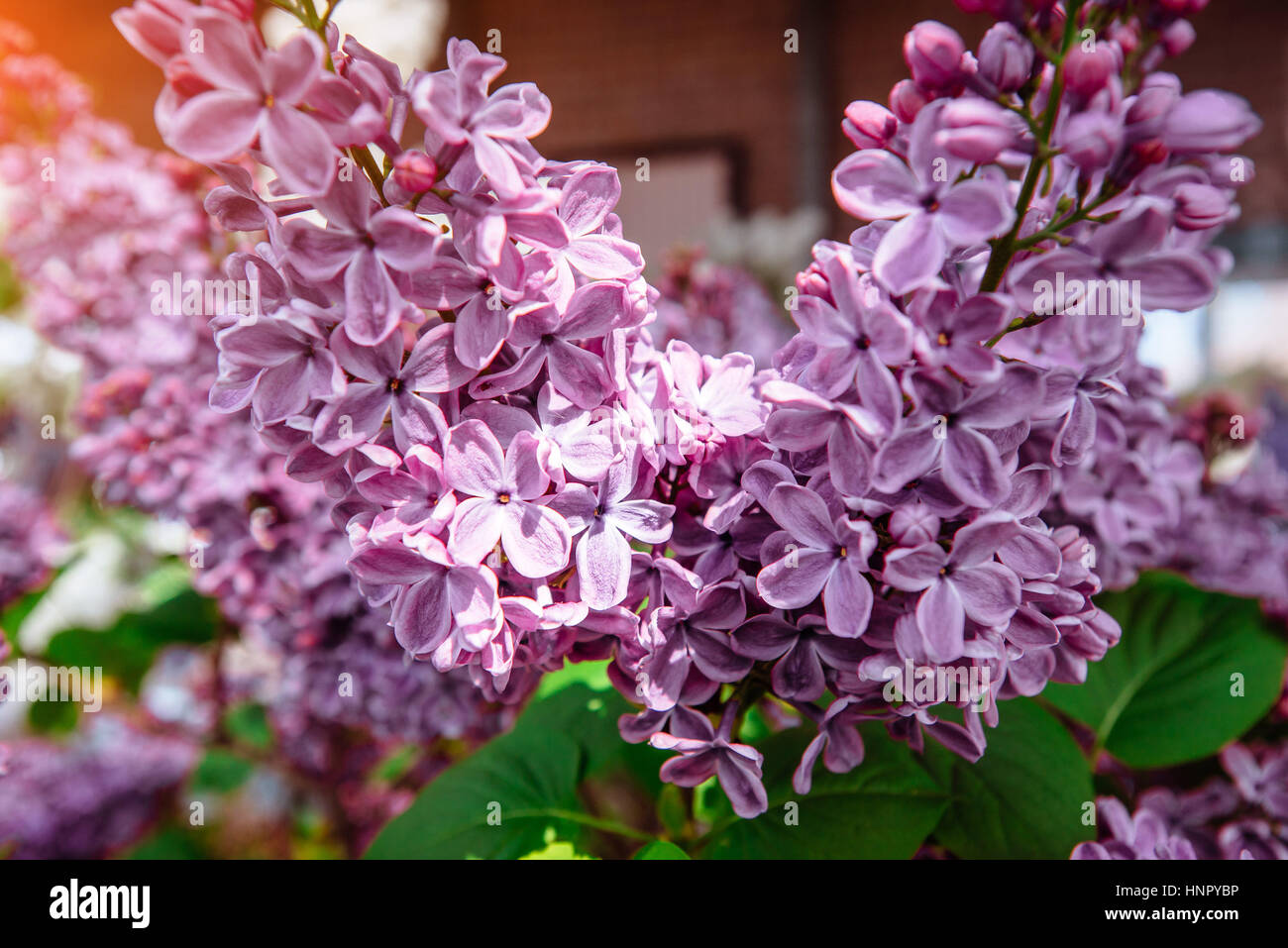 branch with spring lilac flowers. Beauty world Stock Photo - Alamy