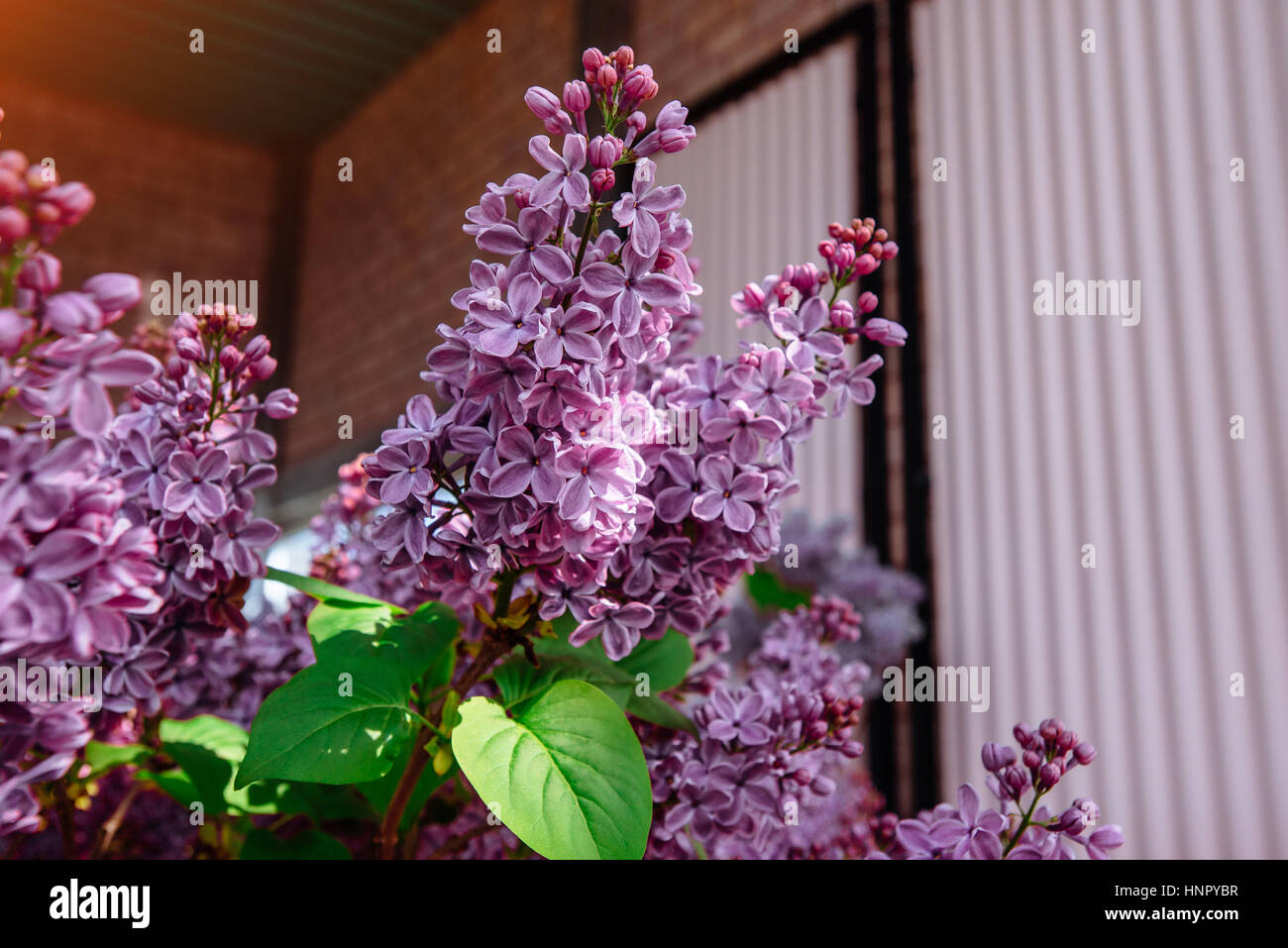 branch with spring lilac flowers. Beauty world Stock Photo - Alamy