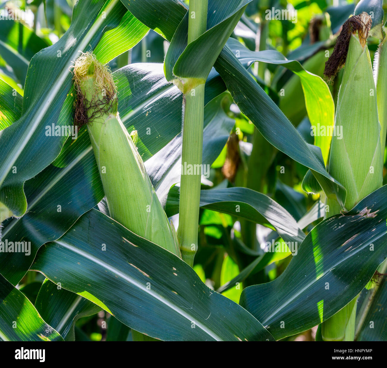 Close up of corn cobs on stalks in farm field Stock Photo - Alamy