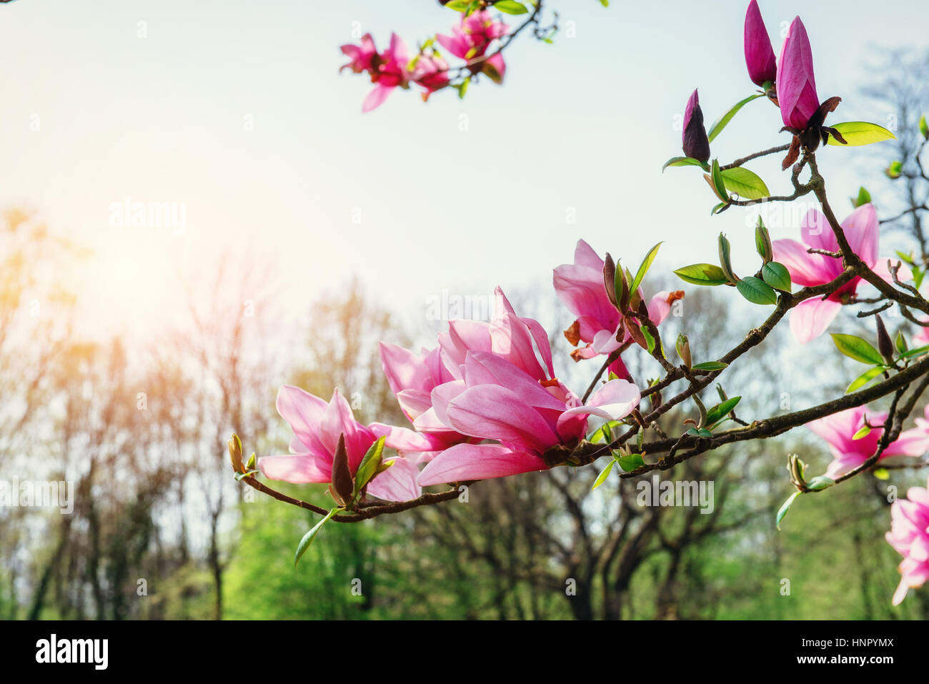 Beautiful pink spring flowers magnolia on a tree branch Stock Photo - Alamy
