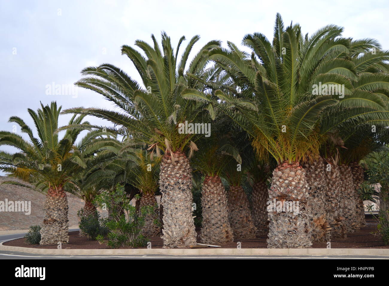 Unbranched evergreen tree hi-res stock photography and images - Alamy