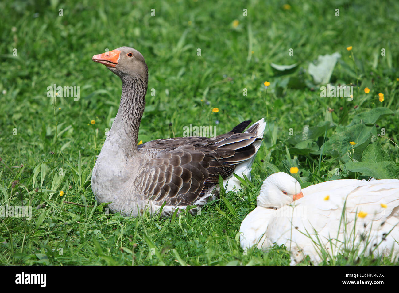 Sleeping geese hi-res stock photography and images - Alamy