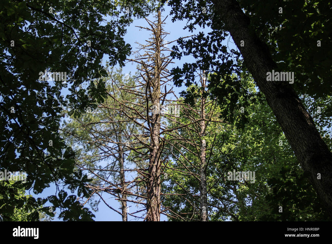 Smoky tree hi-res stock photography and images - Alamy