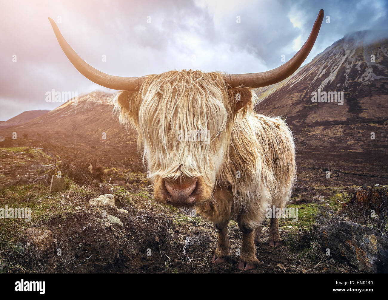 Scotland, UK - Portrait of a Highland Cattle at the Glamaig mountains ...
