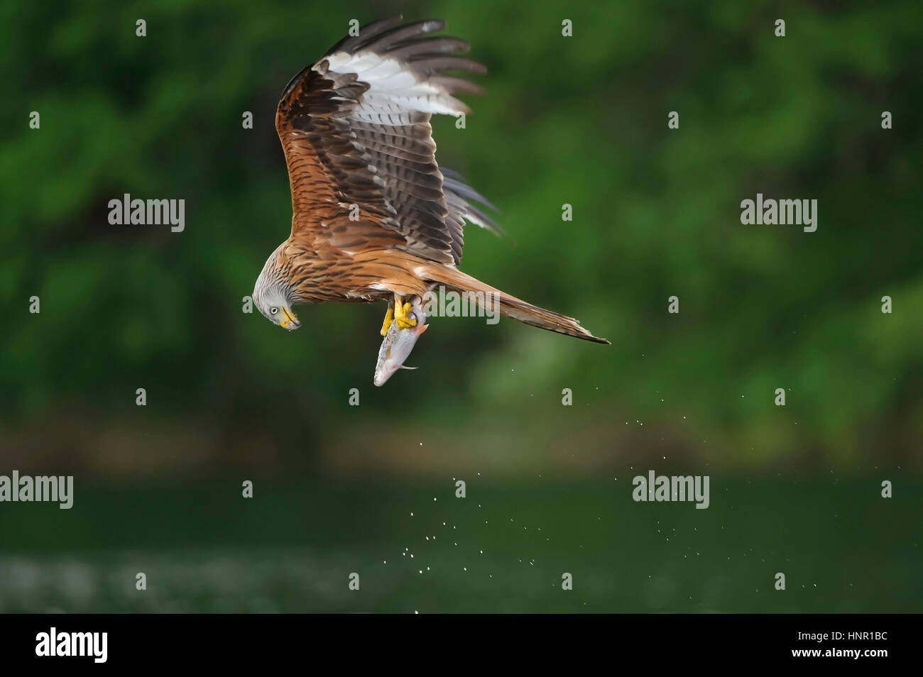 Milvus milvus, red Milan, Rotmilan, Red Kite,, Roter Milan Stock Photo ...