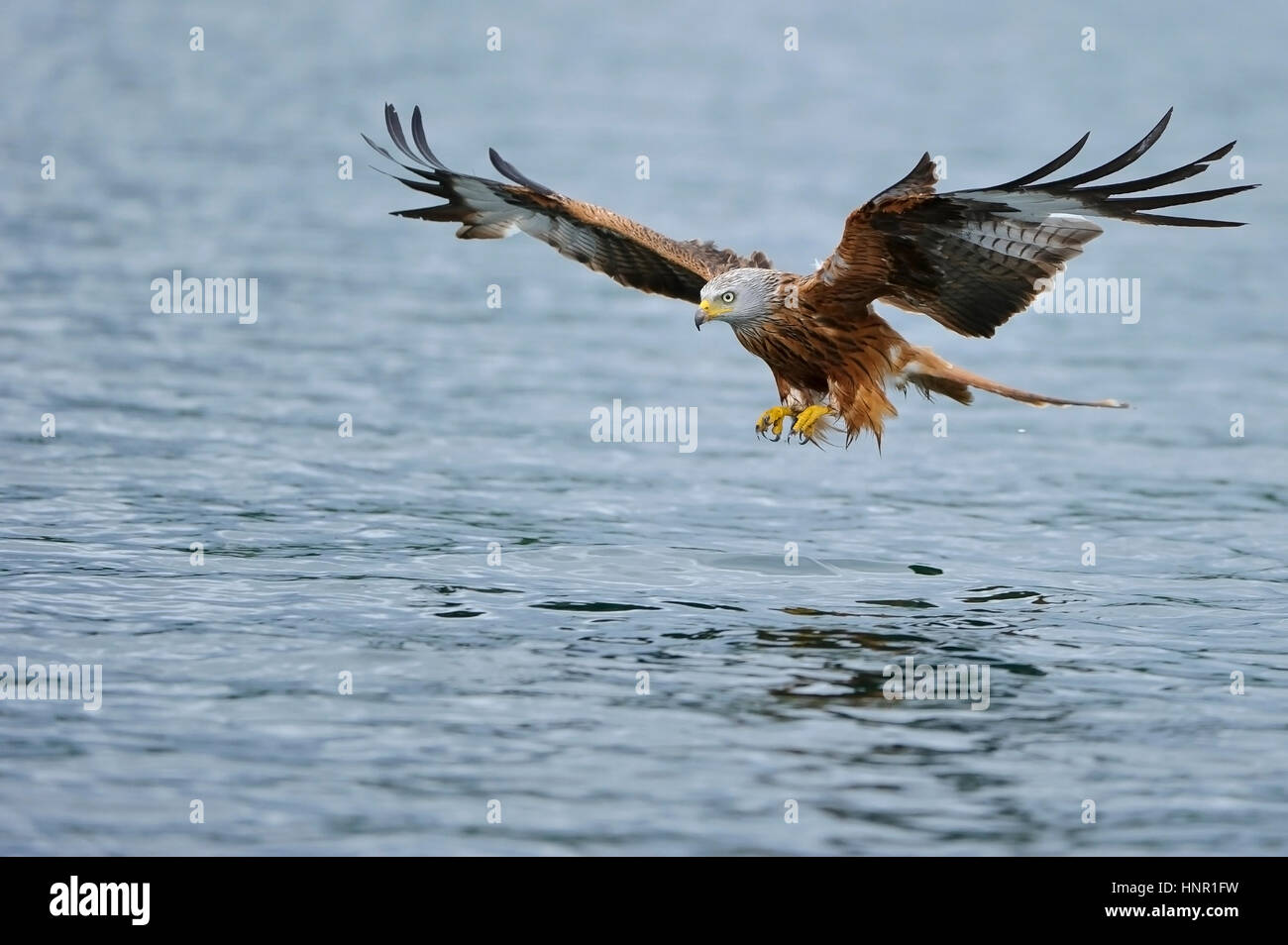 Milvus milvus, red Milan, Rotmilan, Red Kite,, Roter Milan Stock Photo ...