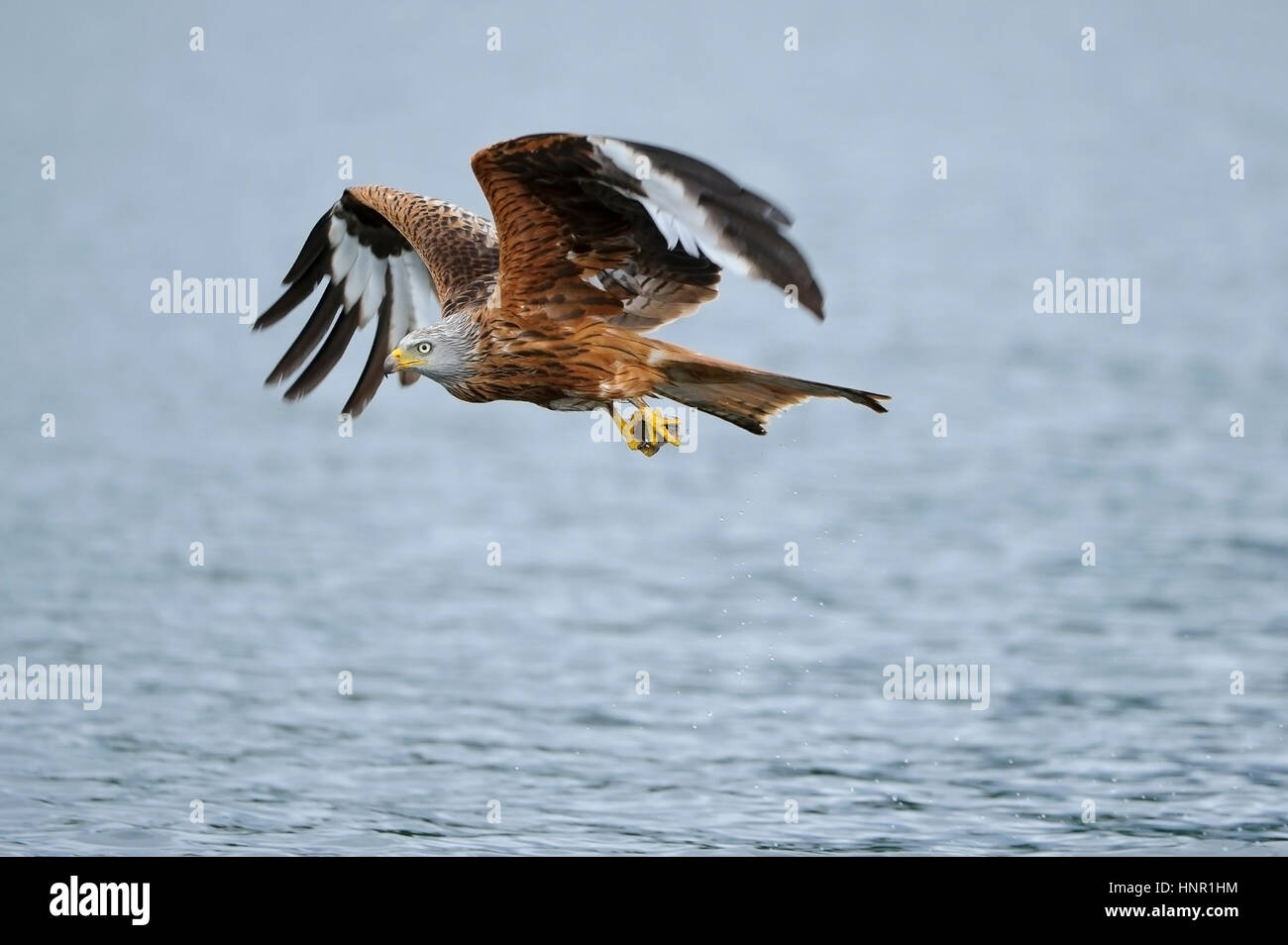 Roter milan hi-res stock photography and images - Alamy