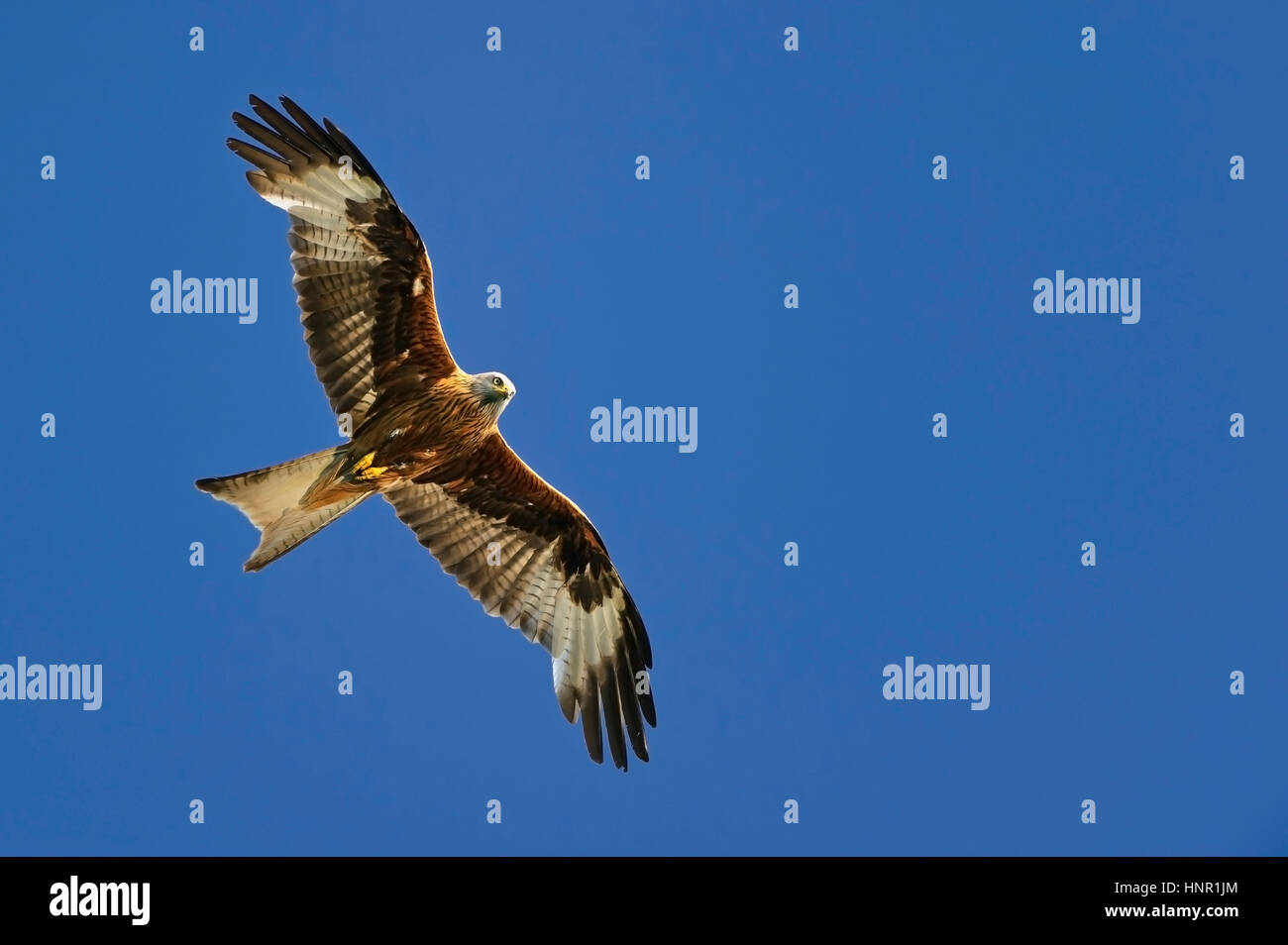 Prey grip arm hi-res stock photography and images - Alamy