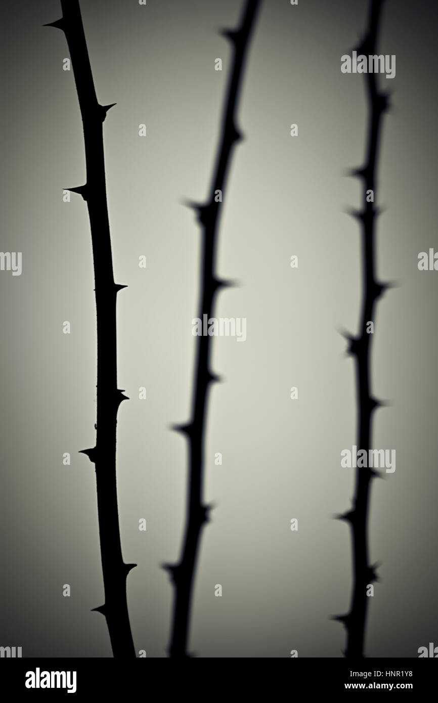Branches with Thorns Stock Photo - Alamy