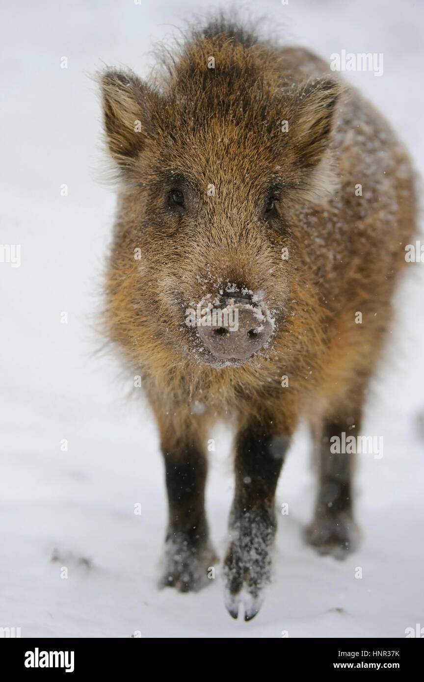 Wild boar in the snow, winter, young wild boars - wild boars ...