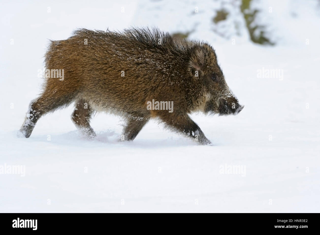 Wild boar in the snow, winter, young wild boars - wild boars ...