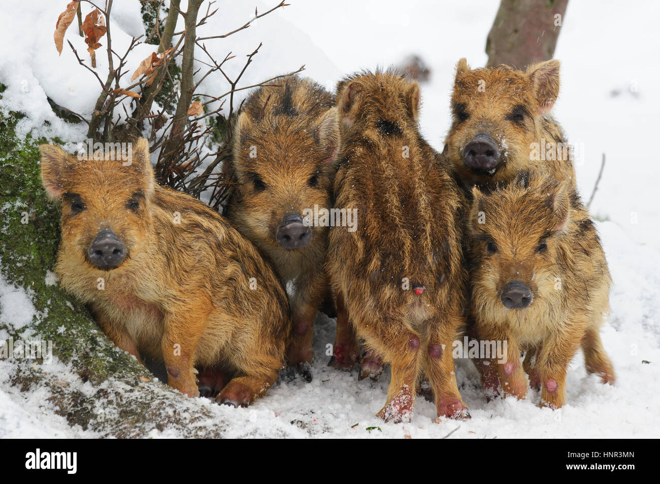 Wild boar in the snow, winter, young wild boars - wild boars ...