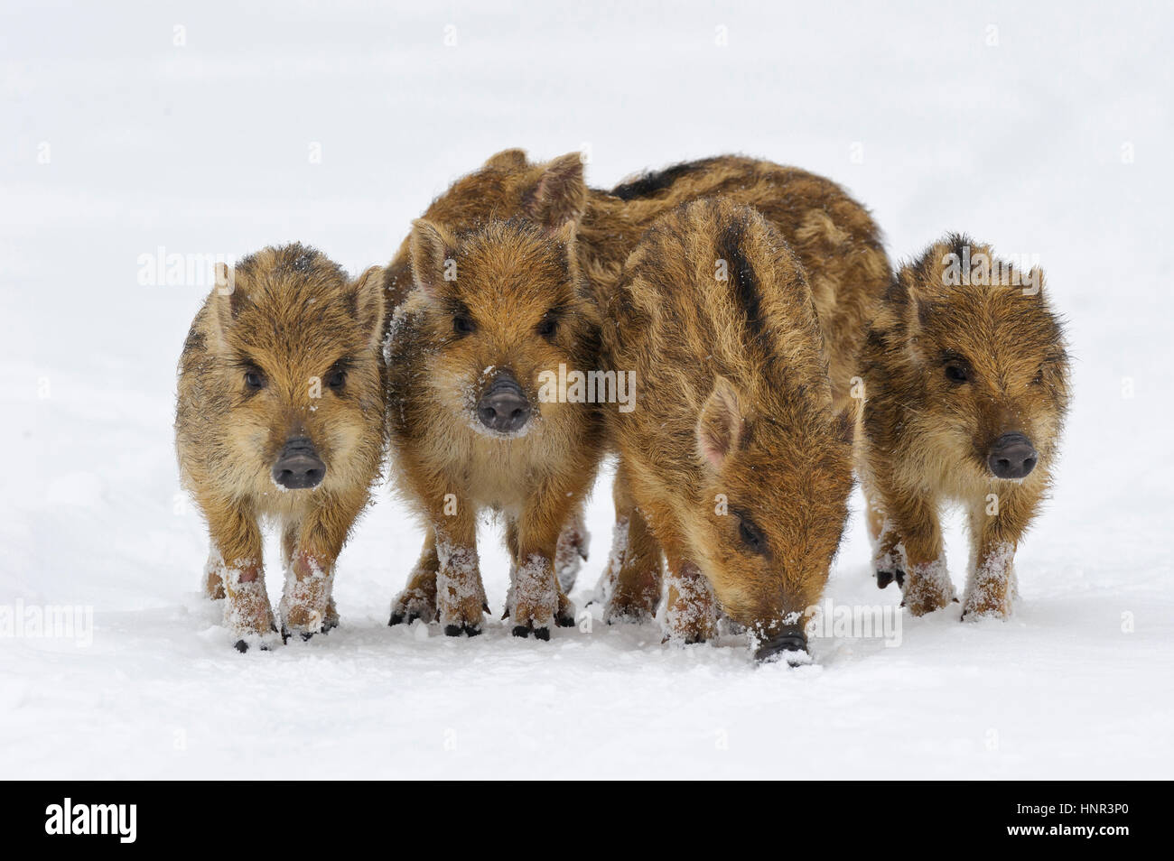 Wild boar in the snow, winter, young wild boars - wild boars ...