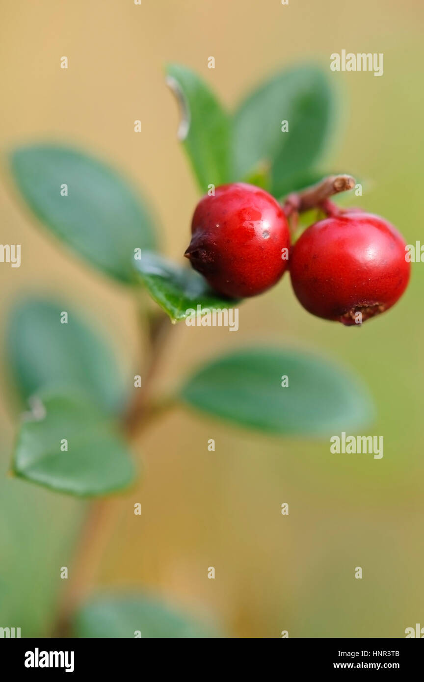 small cranberry, bog cranberry, swamp cranberry Stock Photo - Alamy