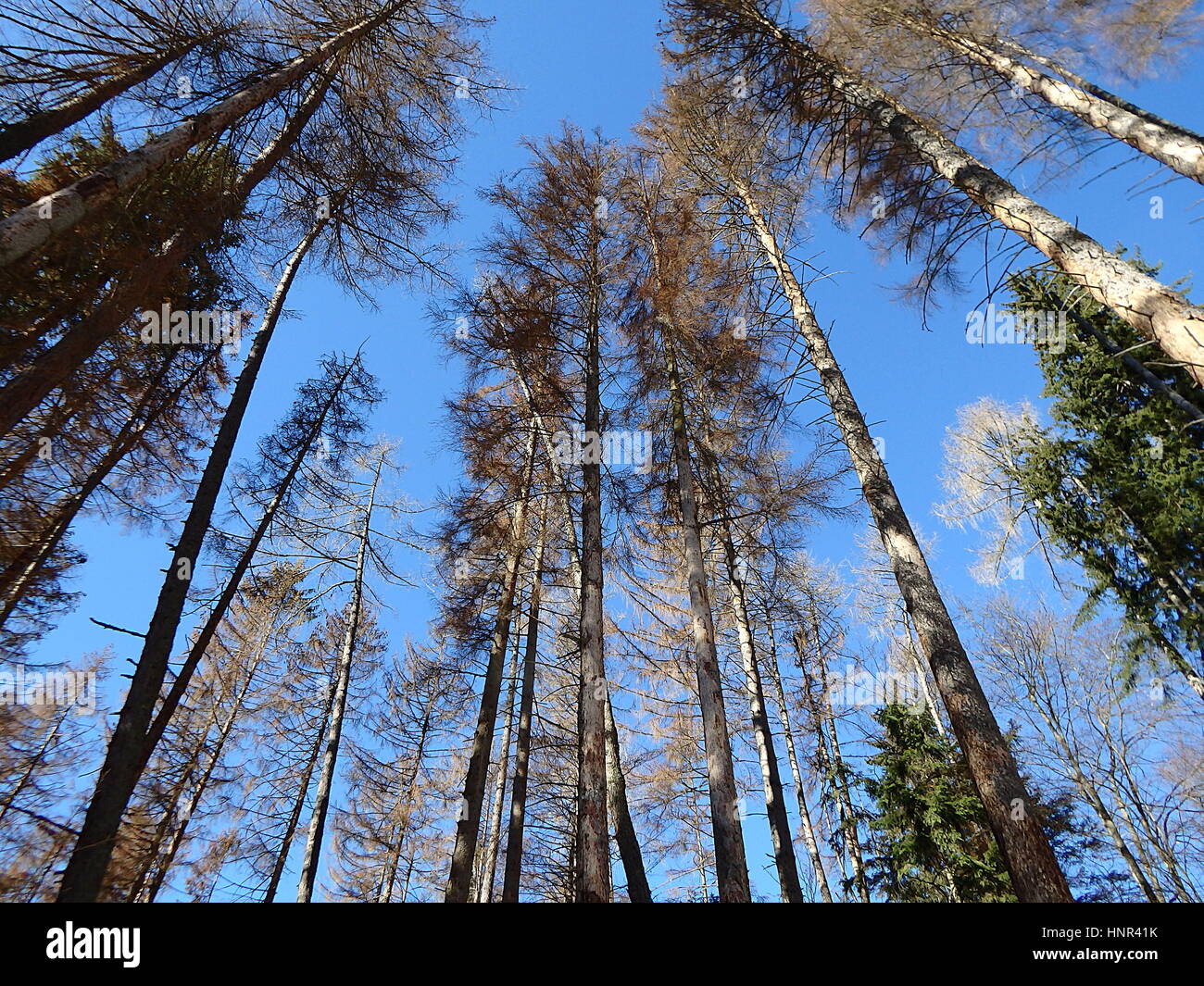 dead spruce forest and blue sky, dry spruce trees Stock Photo - Alamy