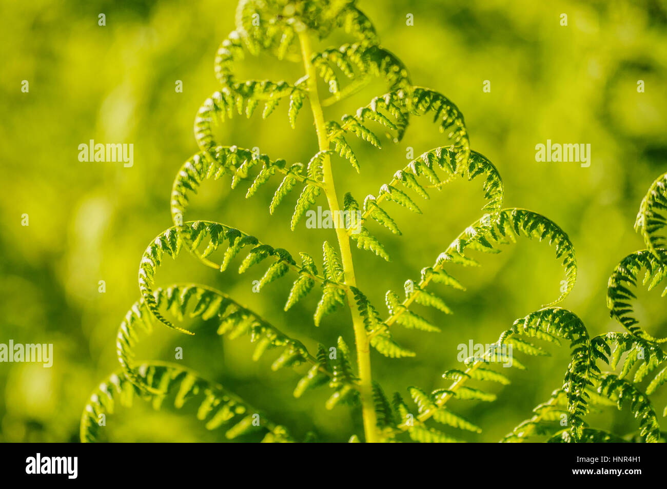 Green fern leafs with defocused vibrant background with sunny positive ...