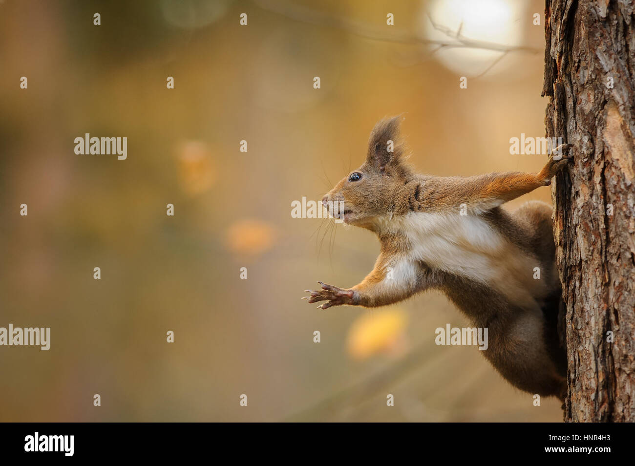 Shocked squirrel reaching left while holding the trunk. Ready to jump ...