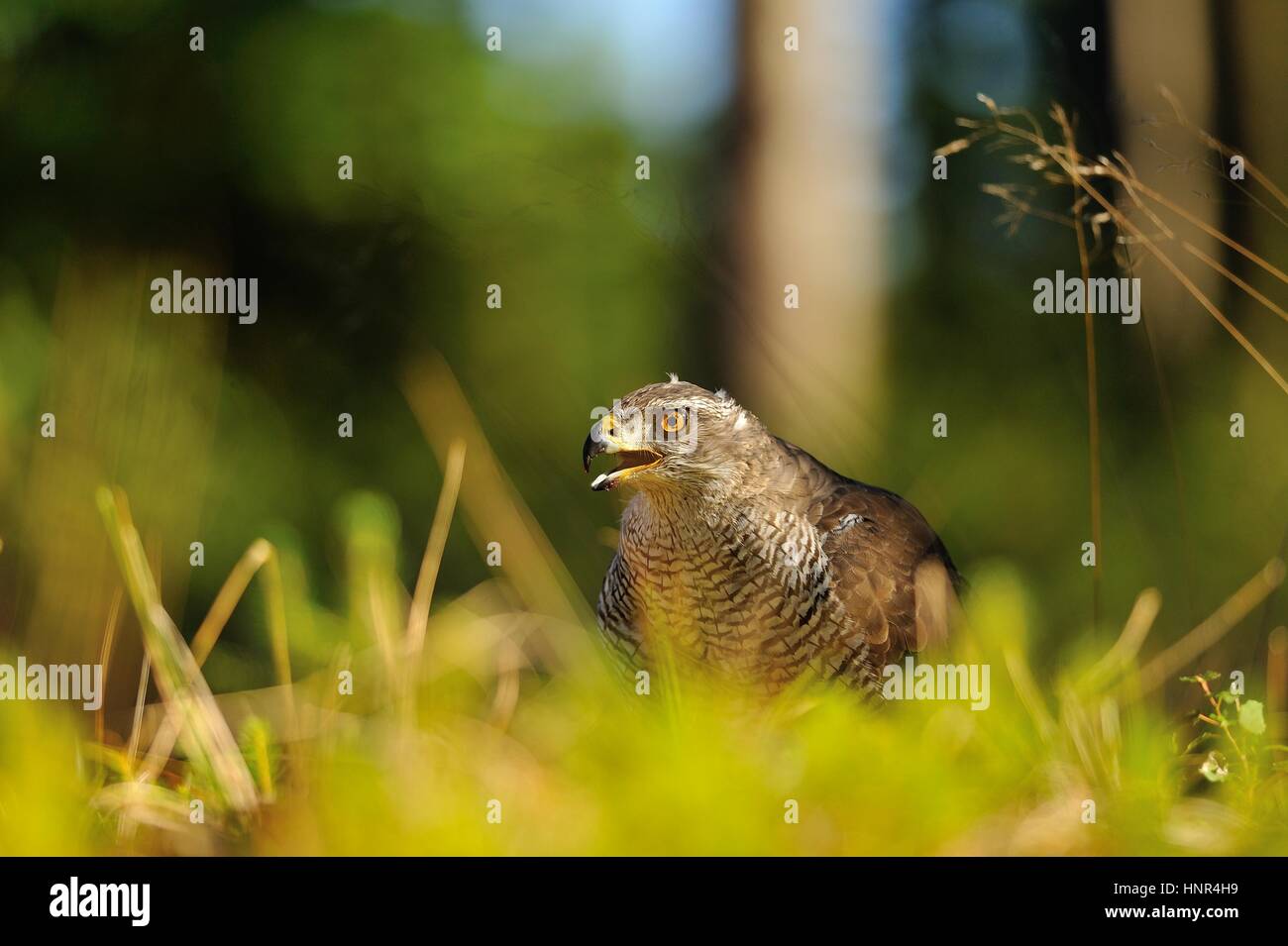 Northern goshawk head in a grass on the forest ground Stock Photo - Alamy