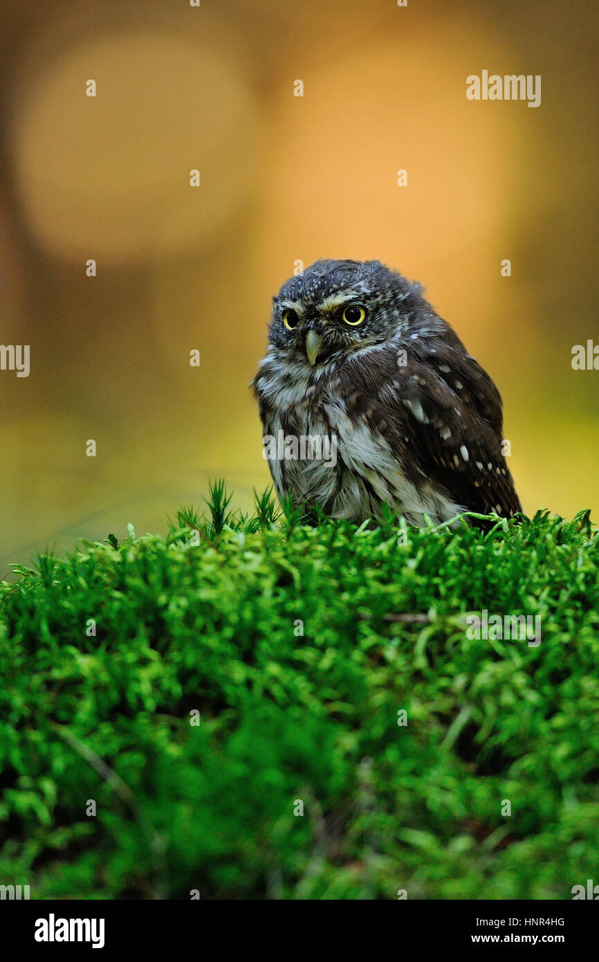 Eurasian pygmy owl standing on the green moss in forest Stock Photo - Alamy