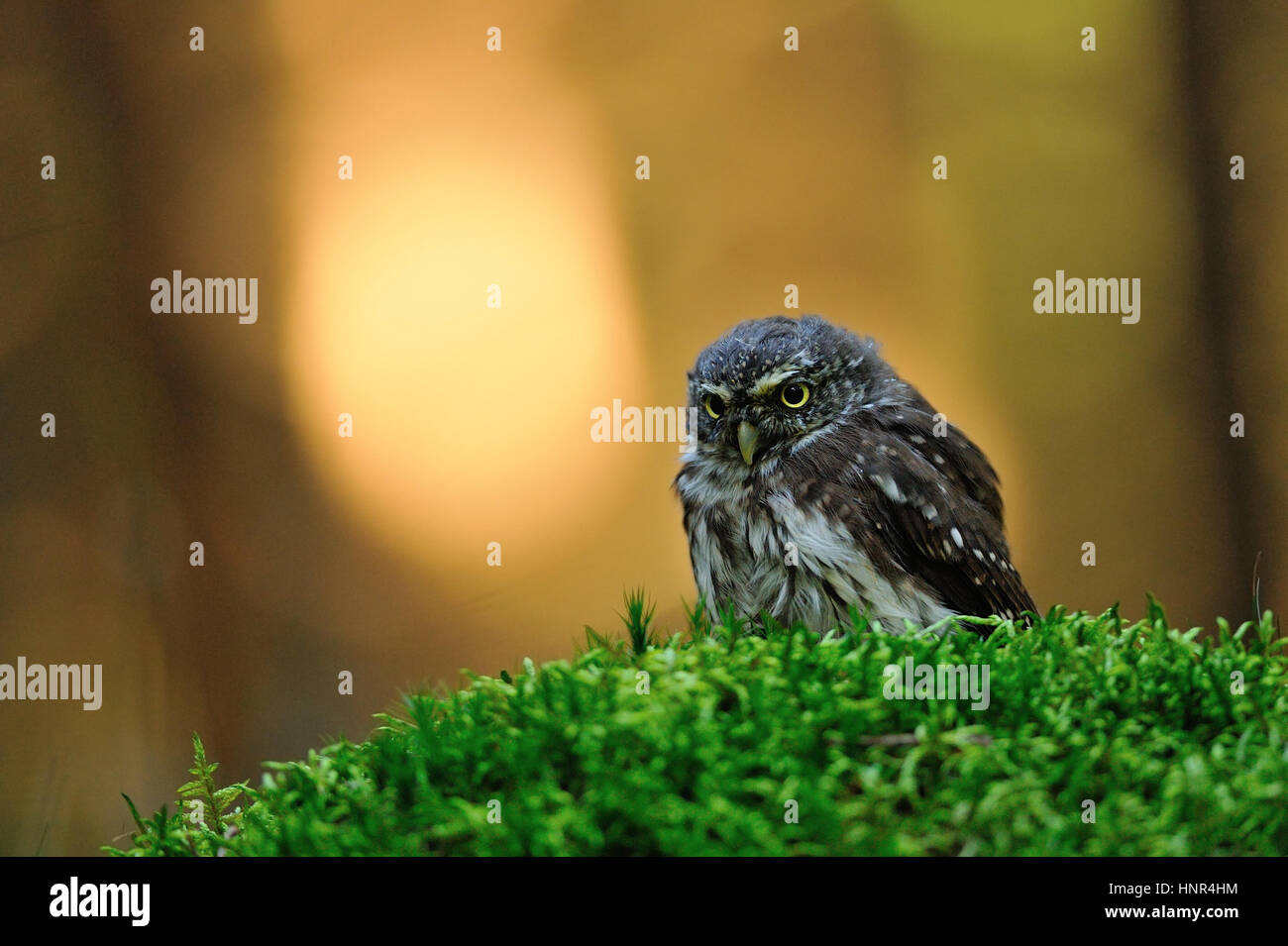 Owl pygmy flying hi-res stock photography and images - Alamy