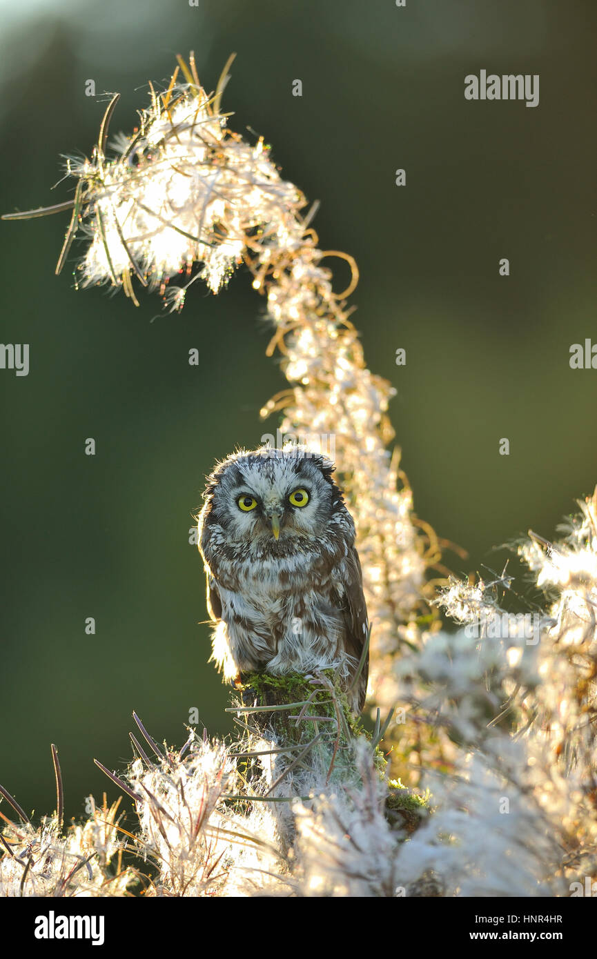 Boreal owl in beautifull backlight fuzzy straws Stock Photo - Alamy