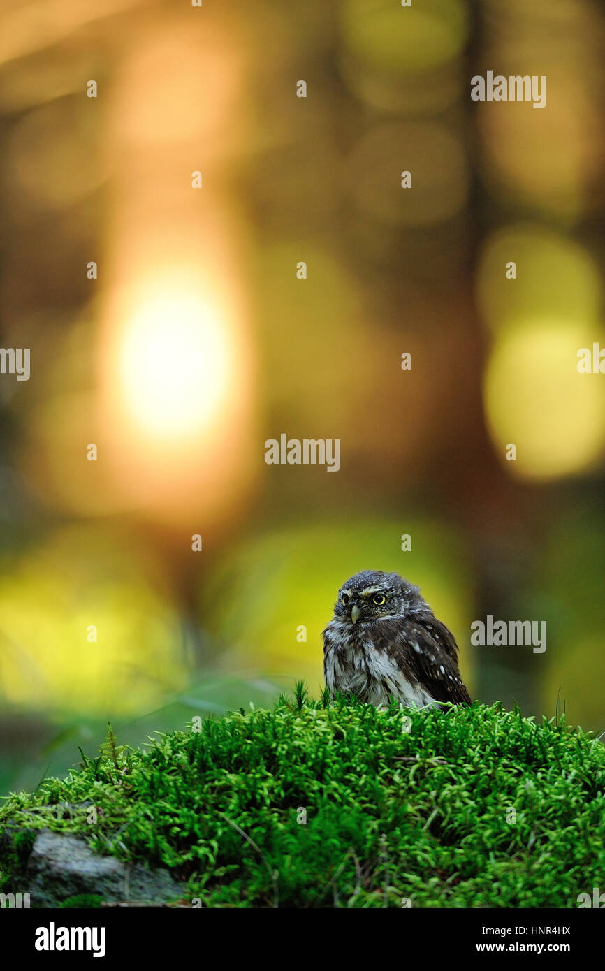 Eurasian pygmy owl standing on the green moss in forest Stock Photo - Alamy