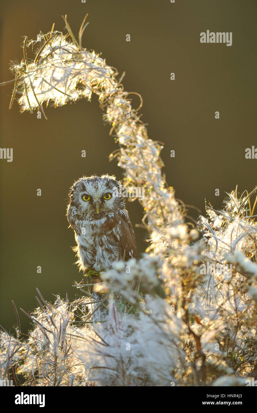 Fuzzy owl hi-res stock photography and images - Alamy
