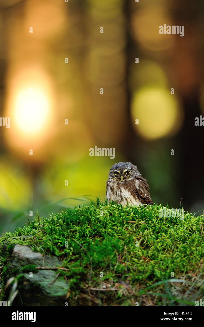 Owl pygmy flying hi-res stock photography and images - Alamy