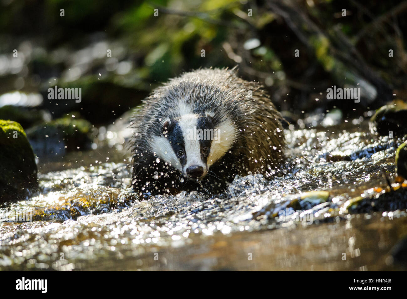Badger running hi-res stock photography and images - Alamy