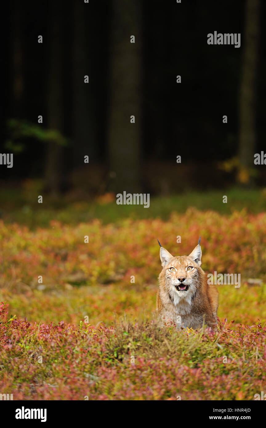 Eurasian lynx in colorful ground in the forest Stock Photo - Alamy