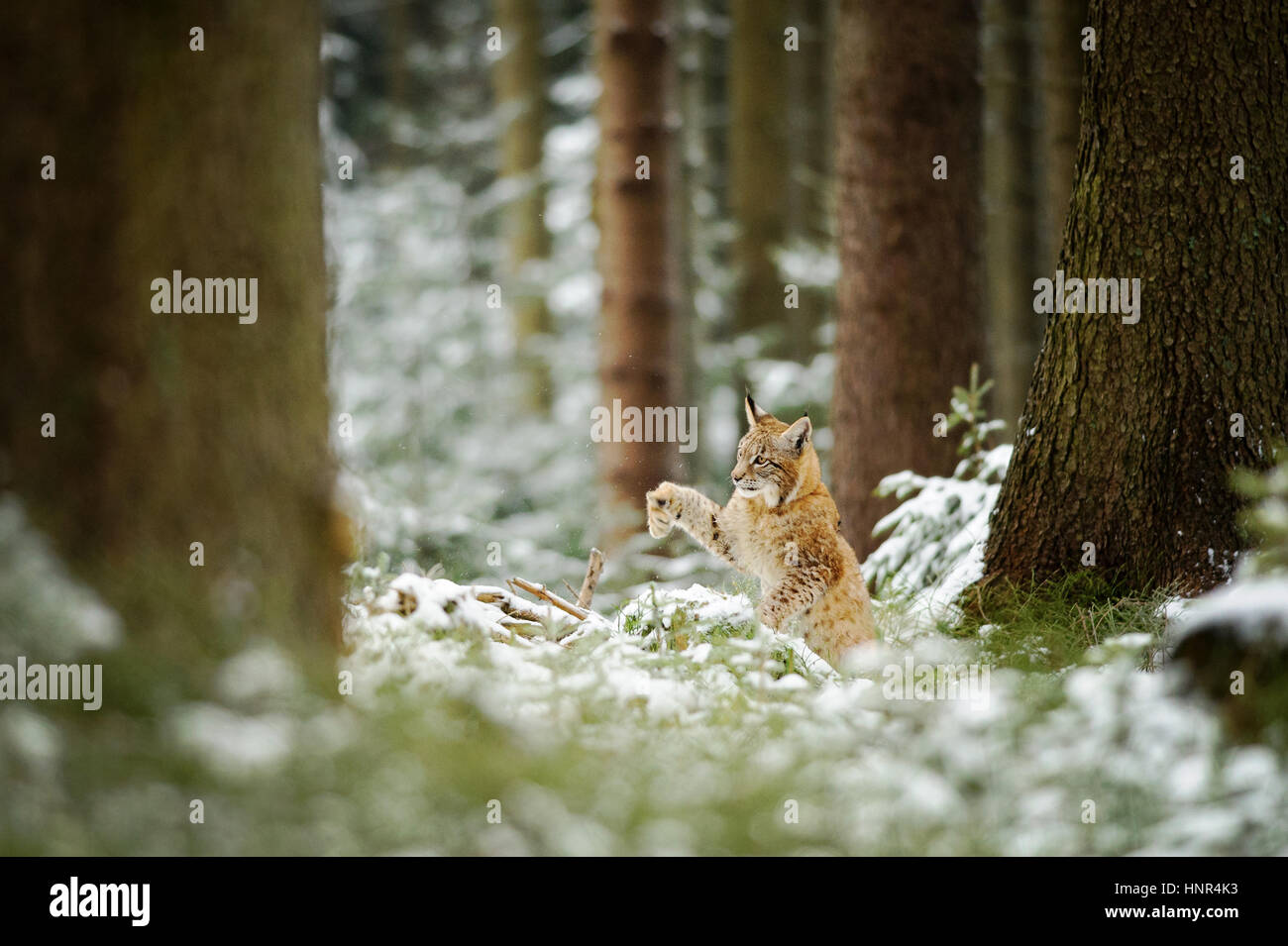 Eurasian lynx snow hi-res stock photography and images - Alamy