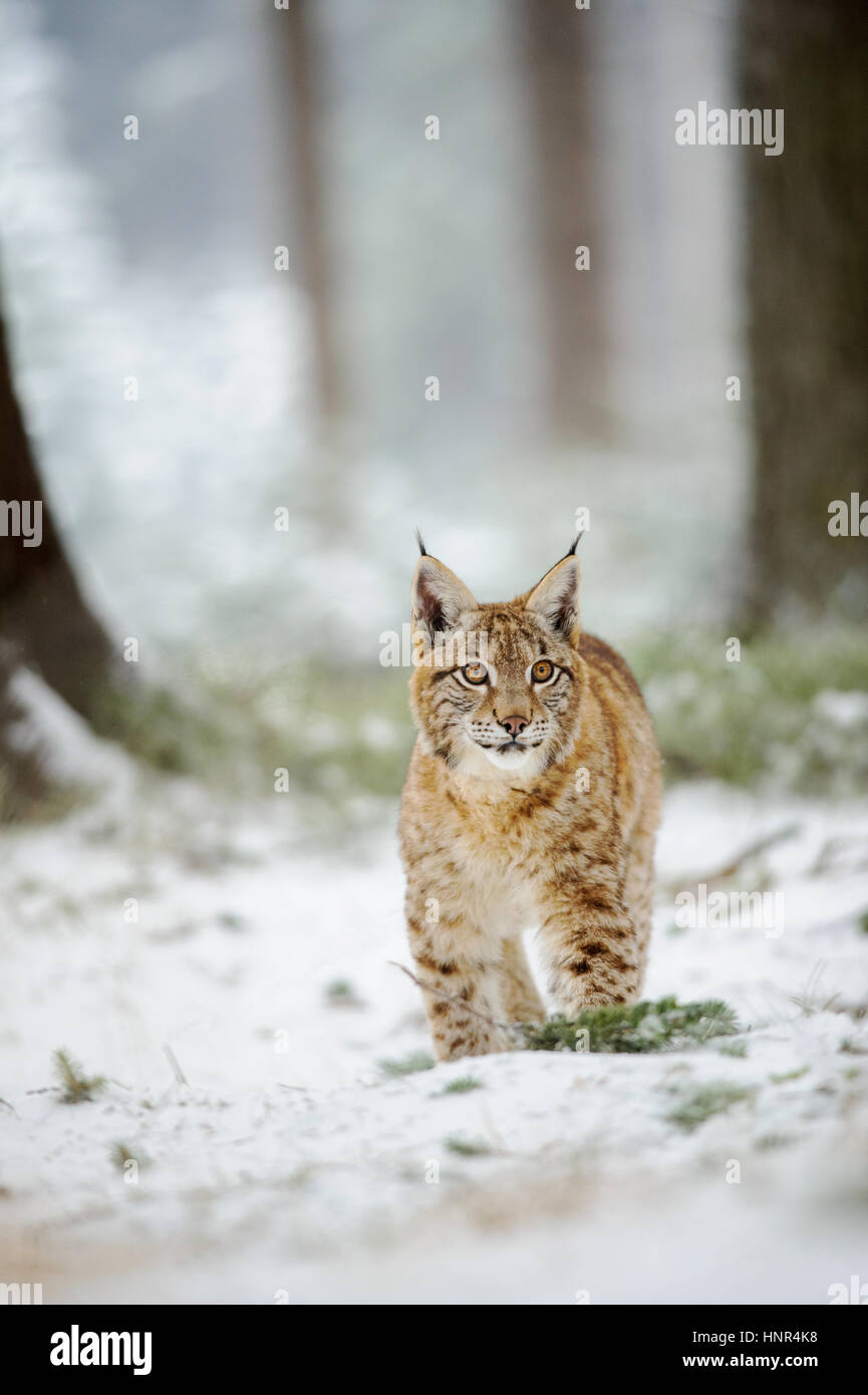 Eurasian lynx cub standing in winter colorful forest with snow. Freeze ...