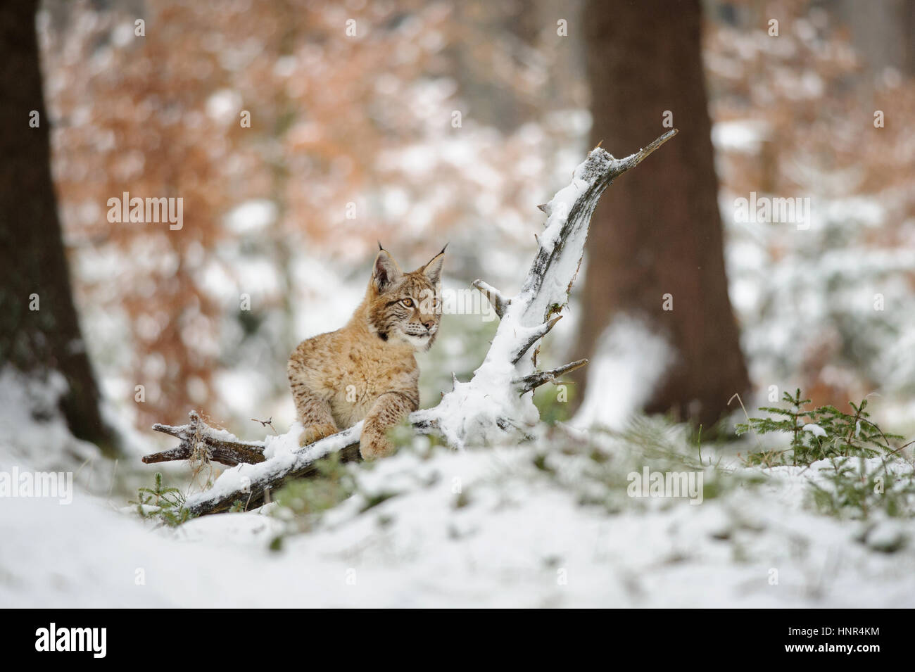 Eurasian lynx cub standing in winter colorful forest with snow. Orange ...