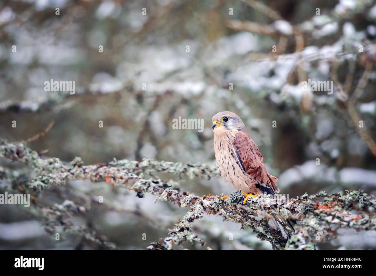 Common kestrel sitting in winter on coniferous tree with lichen. Snow ...