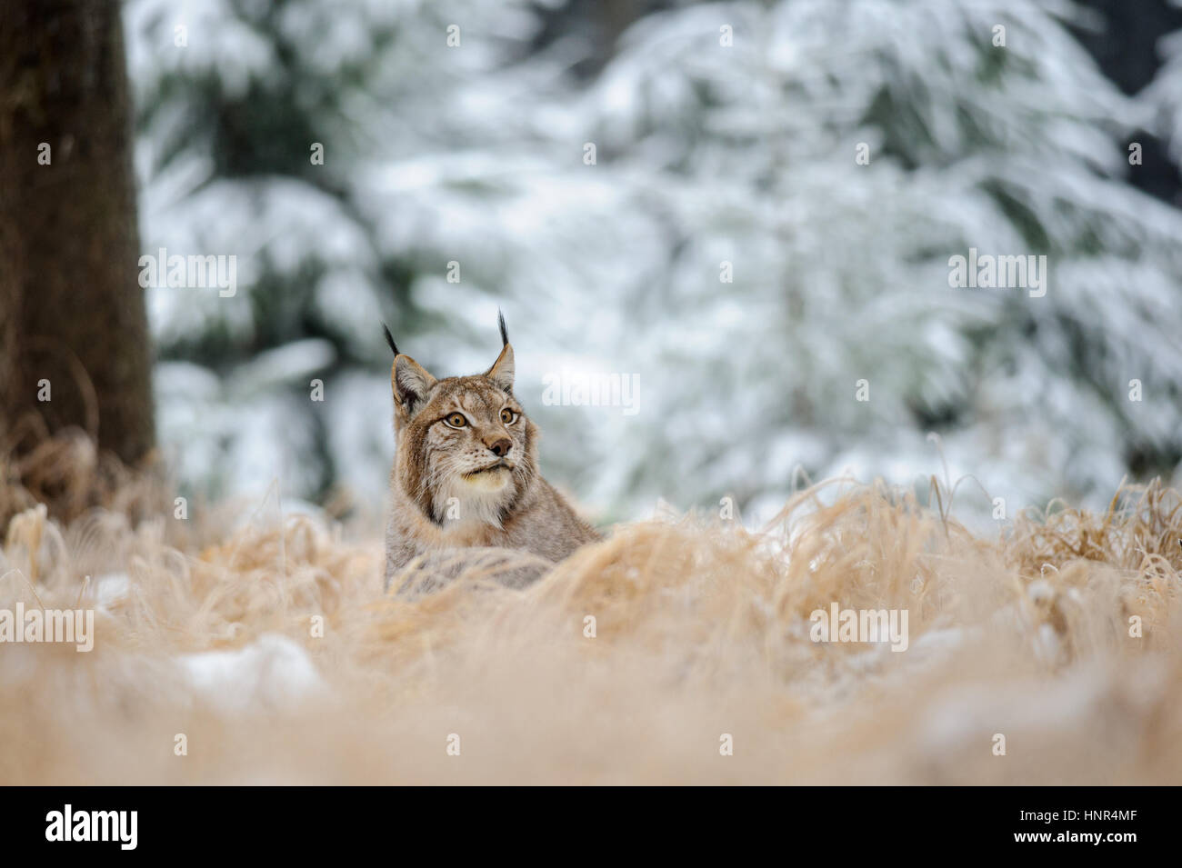 Lynx lynx snow hi-res stock photography and images - Alamy